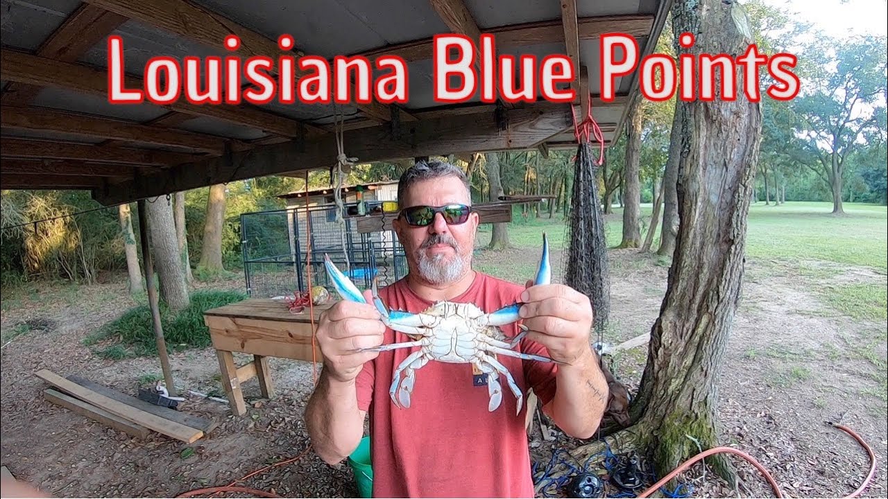 Catching blue point crabs in Grand Lake Louisiana with traps using the ...