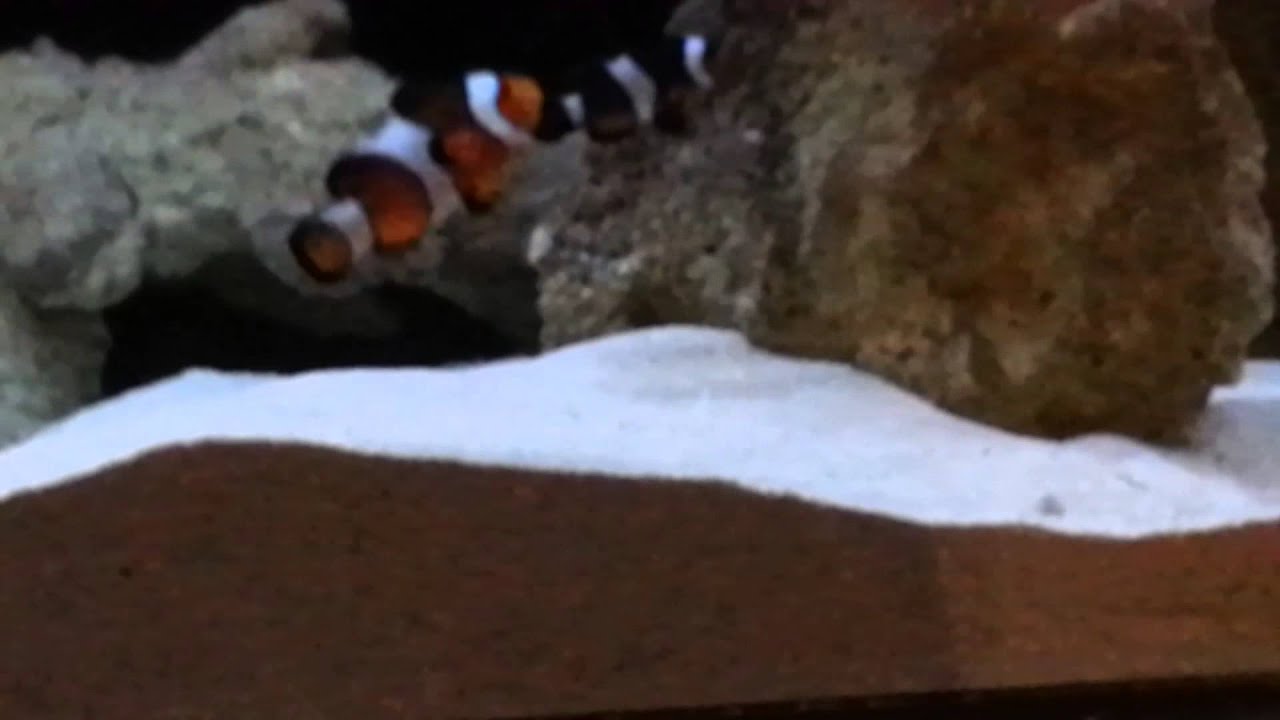 clown fish kicking up sand - YouTube