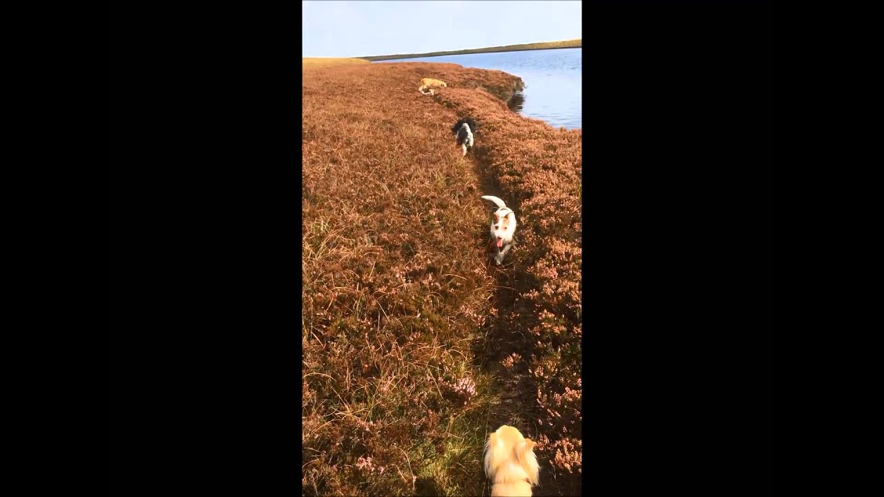 Lucys Chasing Paw Prints Video - YouTube