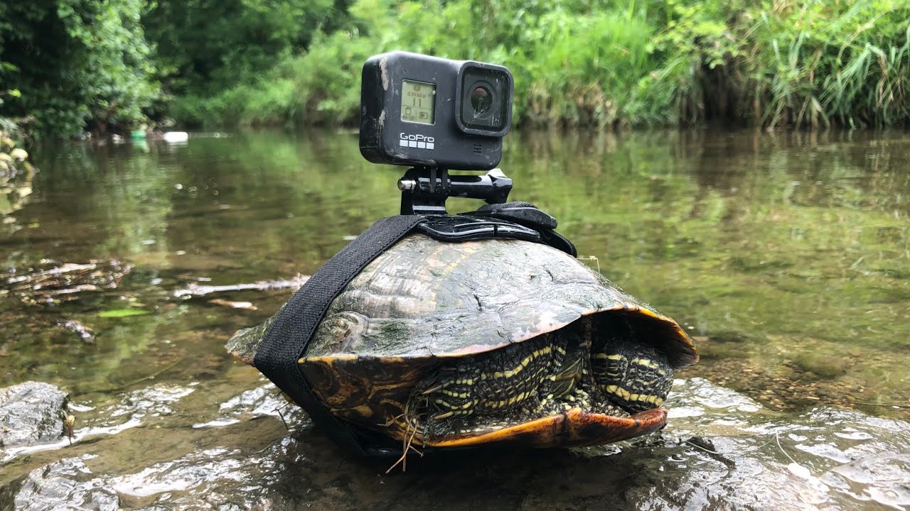 The BEST GoPro On a Turtle Footage! Turtle Swims Away With GoPro (4K ...