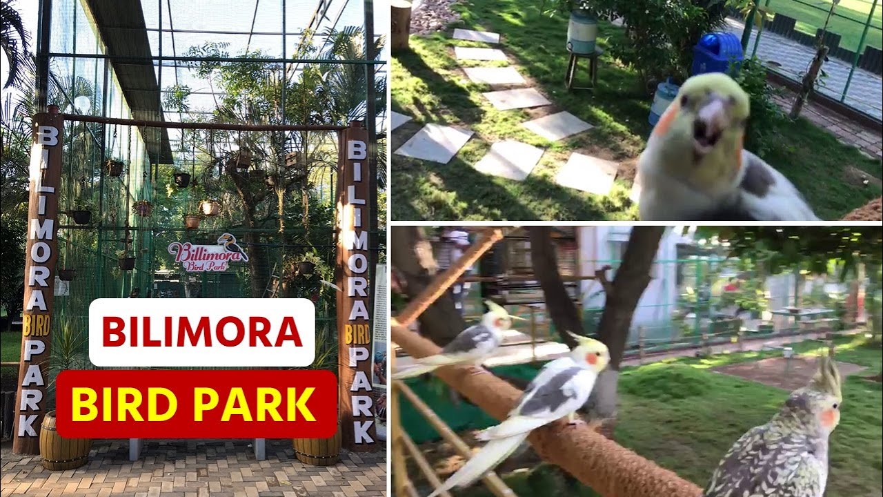 Bird Park Bilimora - A Perfect Day Trip for Nature Lovers - YouTube