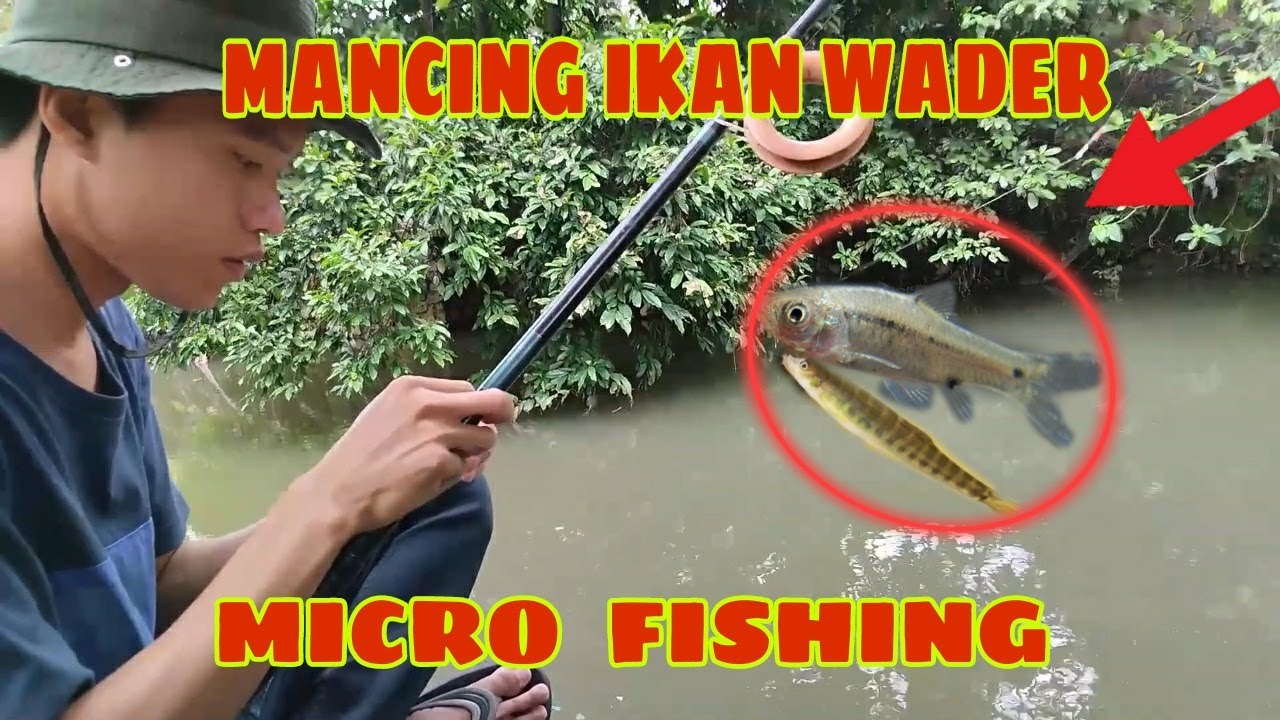 MANCING WADER - MANCING UCENG SUNGAI - MICRO FISHING - YouTube