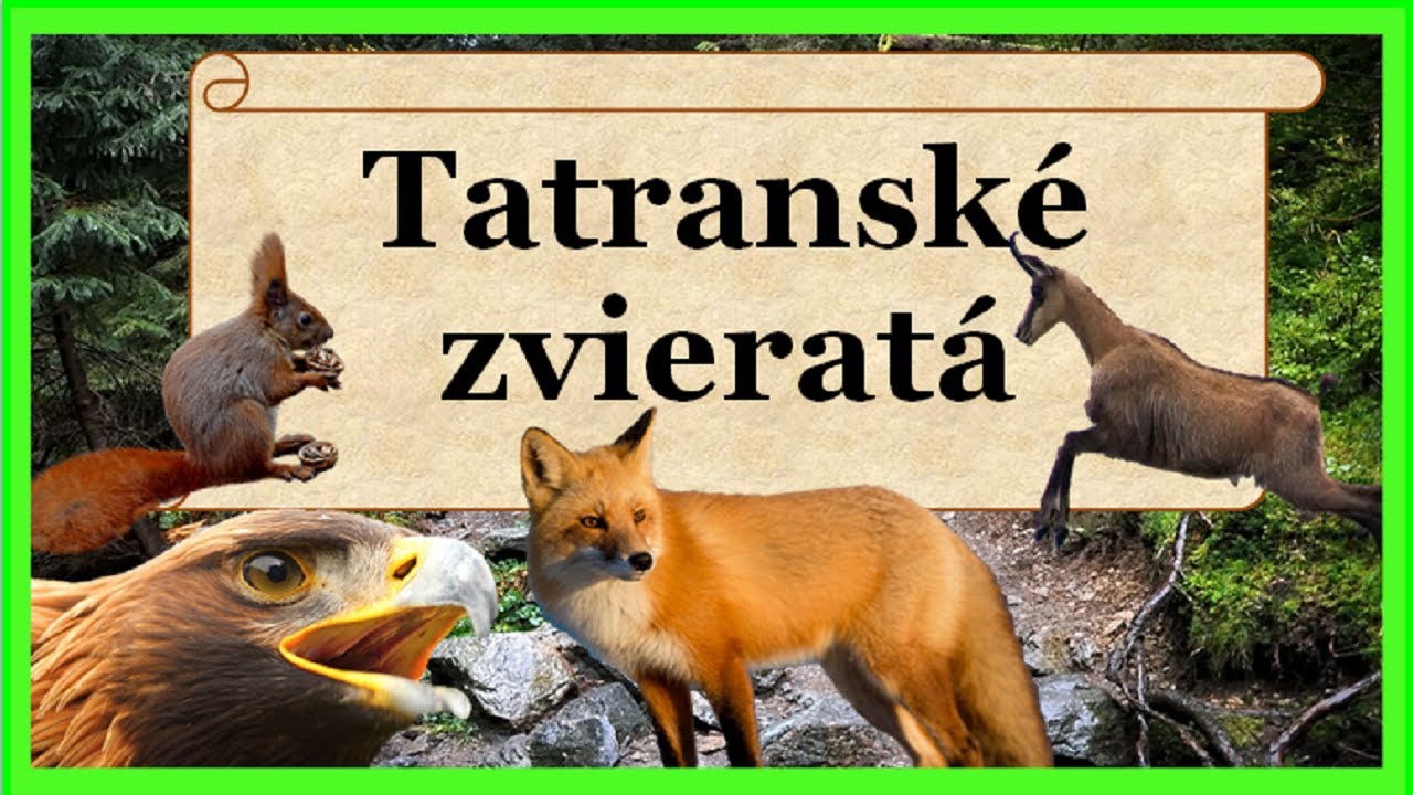 Tatranské zvieratá, Zvieratá v Tatrách, Lesné zvieratá, Lesné zvieratká ...