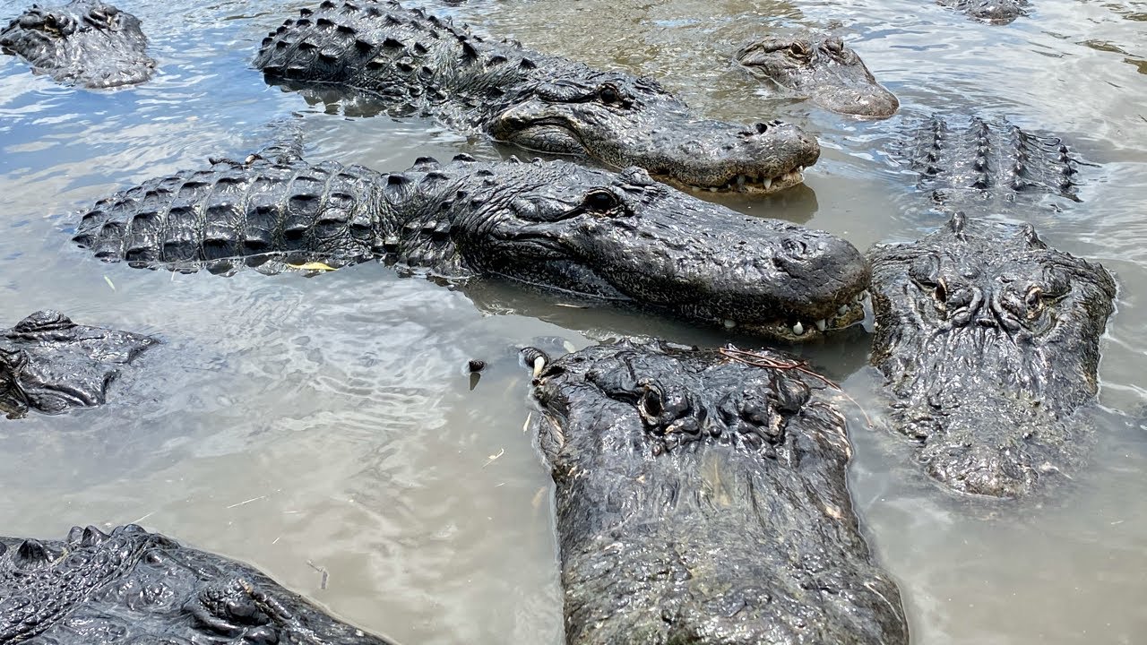 The Most Powerful Alligator Deathrolls! - YouTube