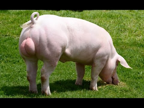 COMO CRIAR LECHONES - YouTube