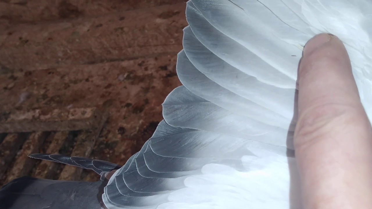 DEPARAZITARE EXTERNĂ ( PĂDUCHI, CĂPUȘE, PURICI) - YouTube