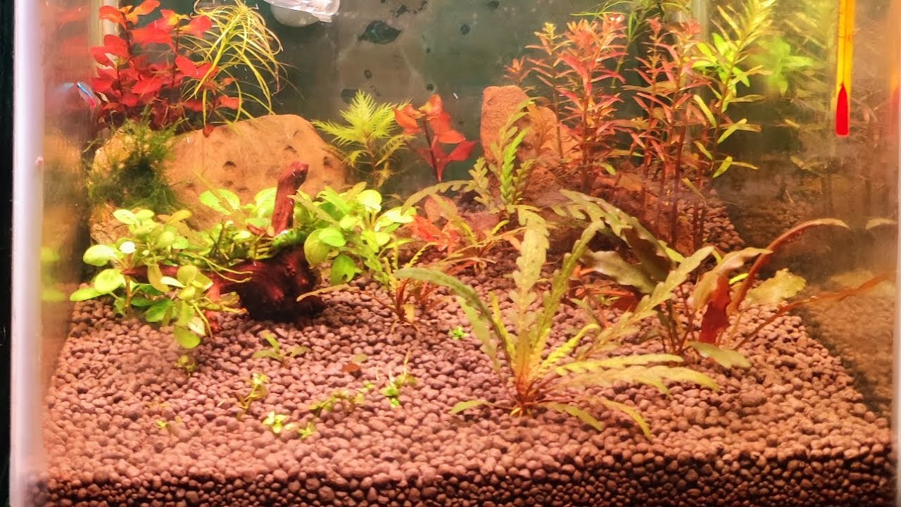 Planted Aquarium Scaping, Planted Tank Setup, My Aquascaping Journey ...