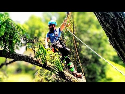 Stihl 193T Tree climbing tree removal chainsaw - YouTube