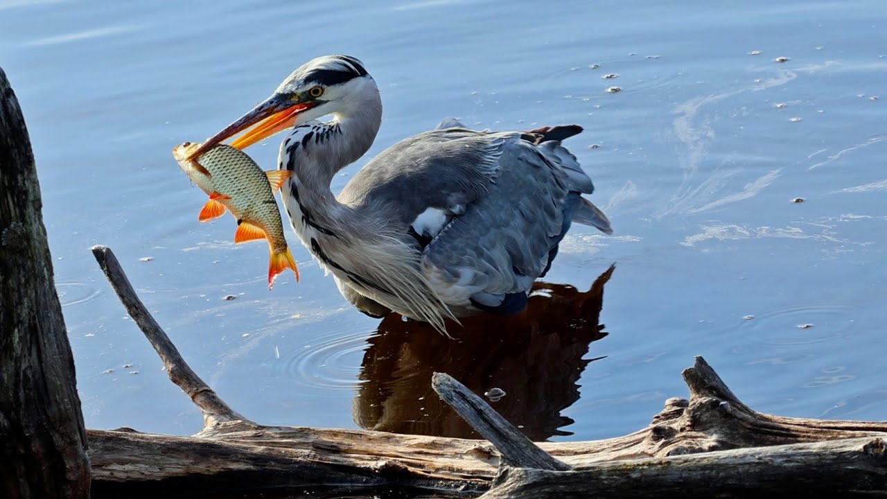 Reiher fängt dicken Fisch / Heron`s catch of the day - Schwenninger ...