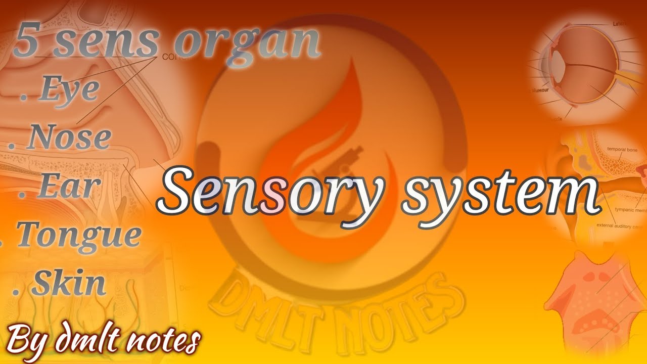 Sensory System Sensory Organ What Is A EYE Structure Of EYE Sensory System Sensory Organ What Is A EYE Structure Of EYE