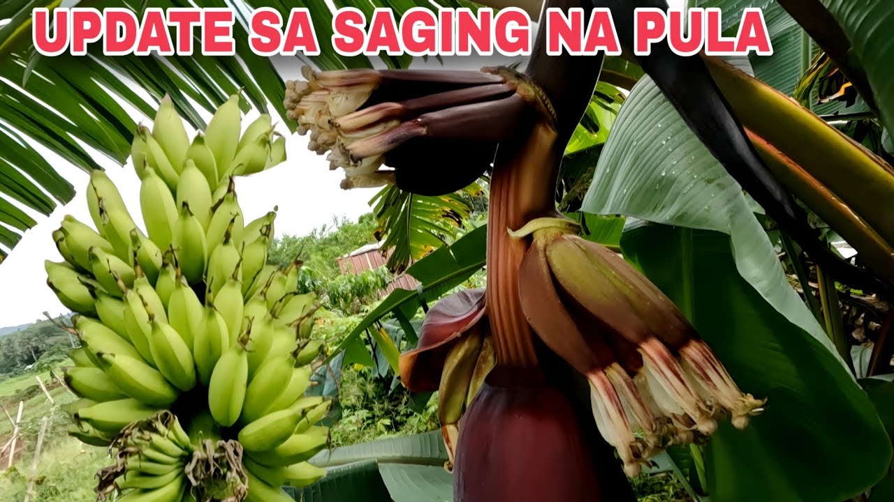 Update sa SAGING na pula lumabas na - YouTube