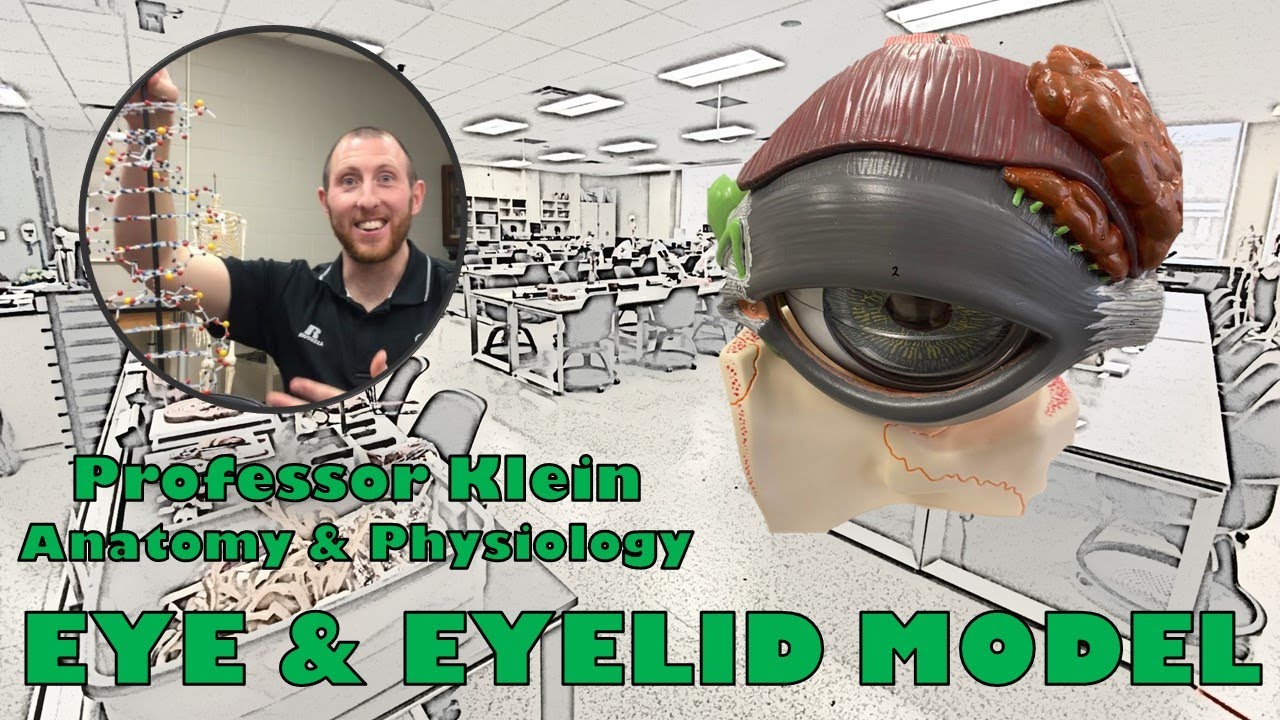 What is inside an eyeball? Eye & Eye Lid Model - YouTube