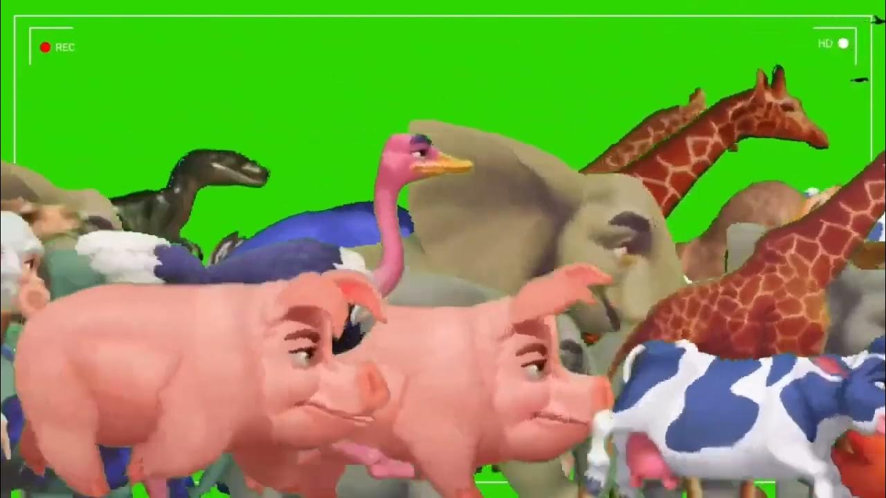 Green Screen Animal Video Free Use No Copyright. - YouTube