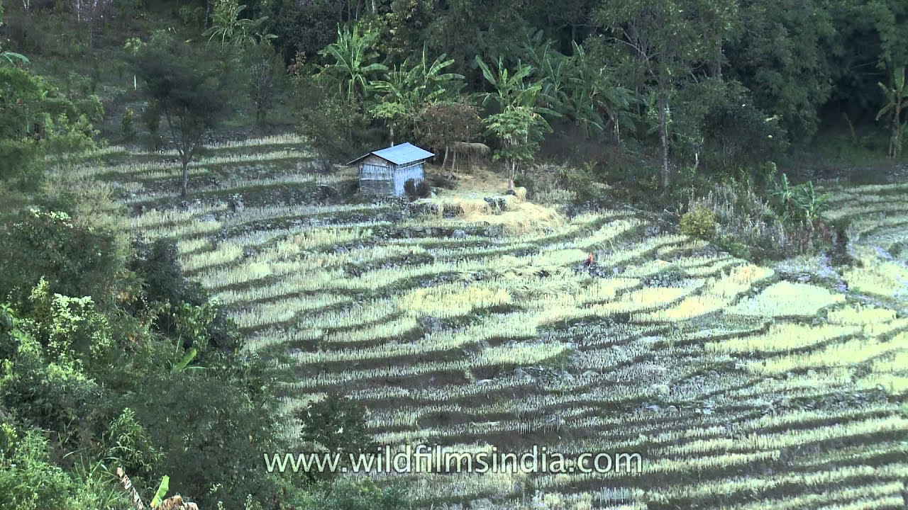 Terraced fields around Nagaland's Doyang river valley - YouTube