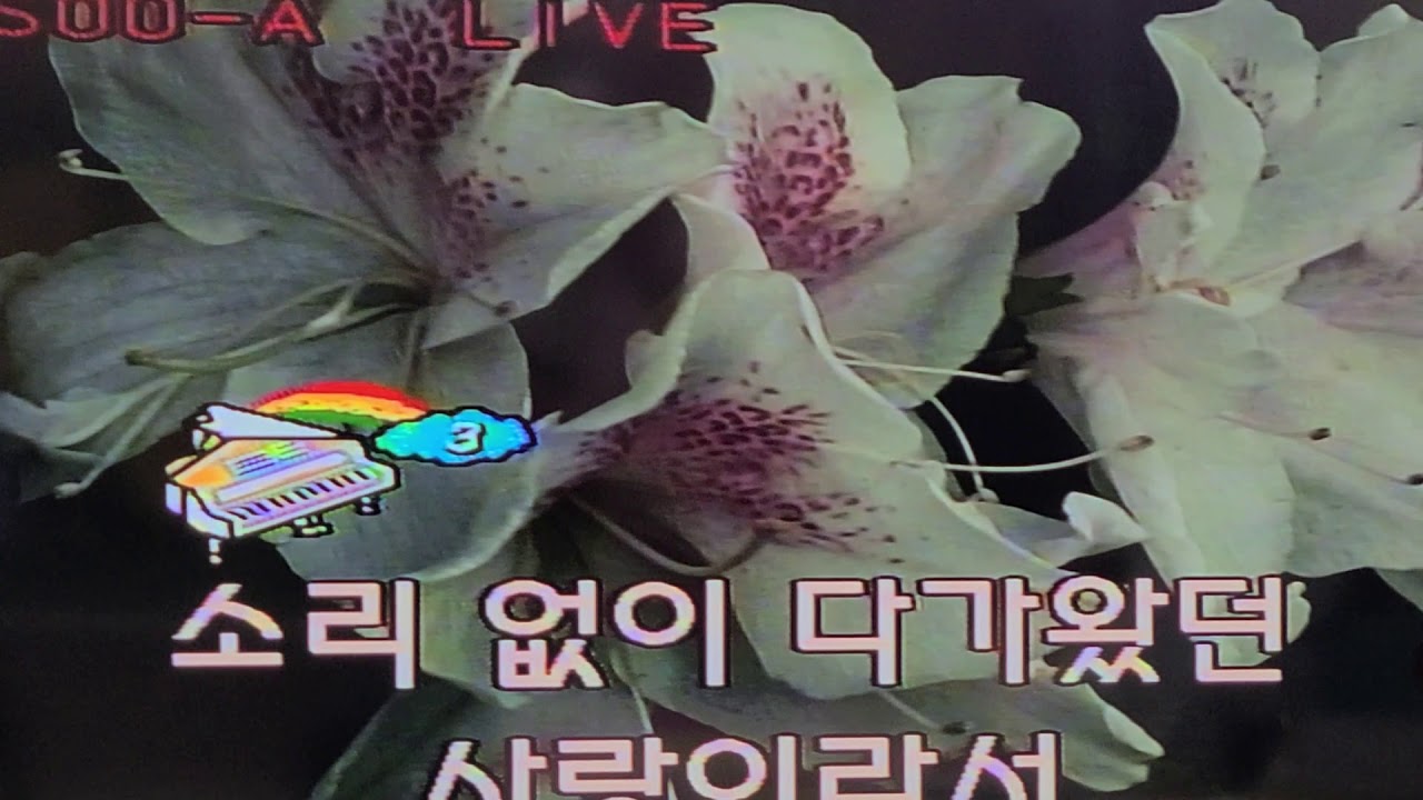 수아 라이브 가수 양수아 코로나송 2탄 양수아 본인곡 애달픈 사랑 Youtube