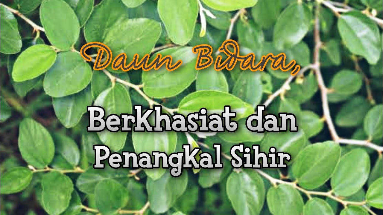 Inilah Khasiat Daun Bidara dalam Islam ‼️ - YouTube