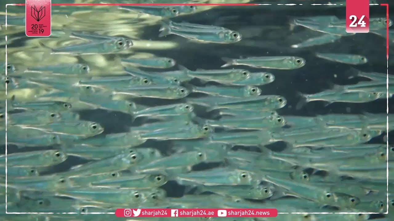 A school of fish swims in the Cypriot waters - YouTube