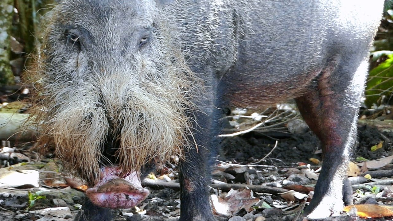 Bornean bearded pig / Sus barbatus - YouTube
