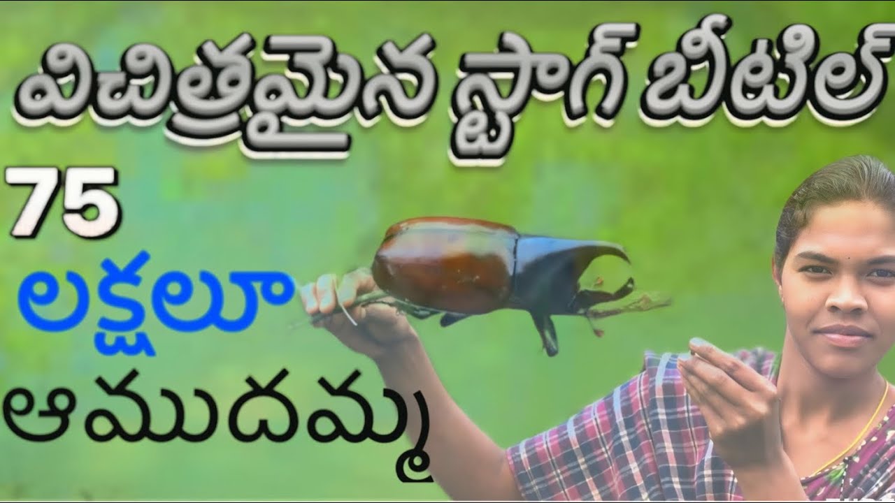 @విసీత్రమైనా పురూగు. సూమరూ 60లక్షలు stag beetles. Femous purugu # ...