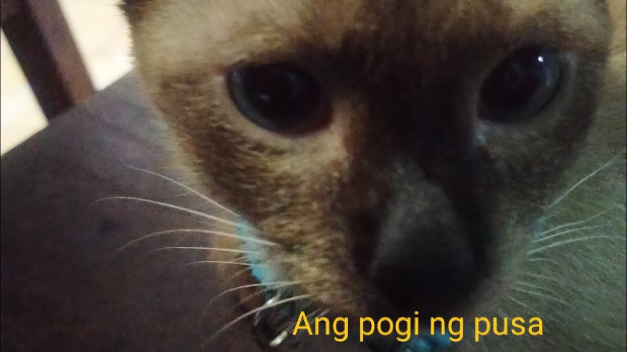 Ang Pusang tulog - YouTube