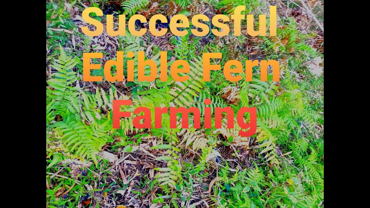Successful Edible Fern (pako) Farming | how to grow edible fern - YouTube