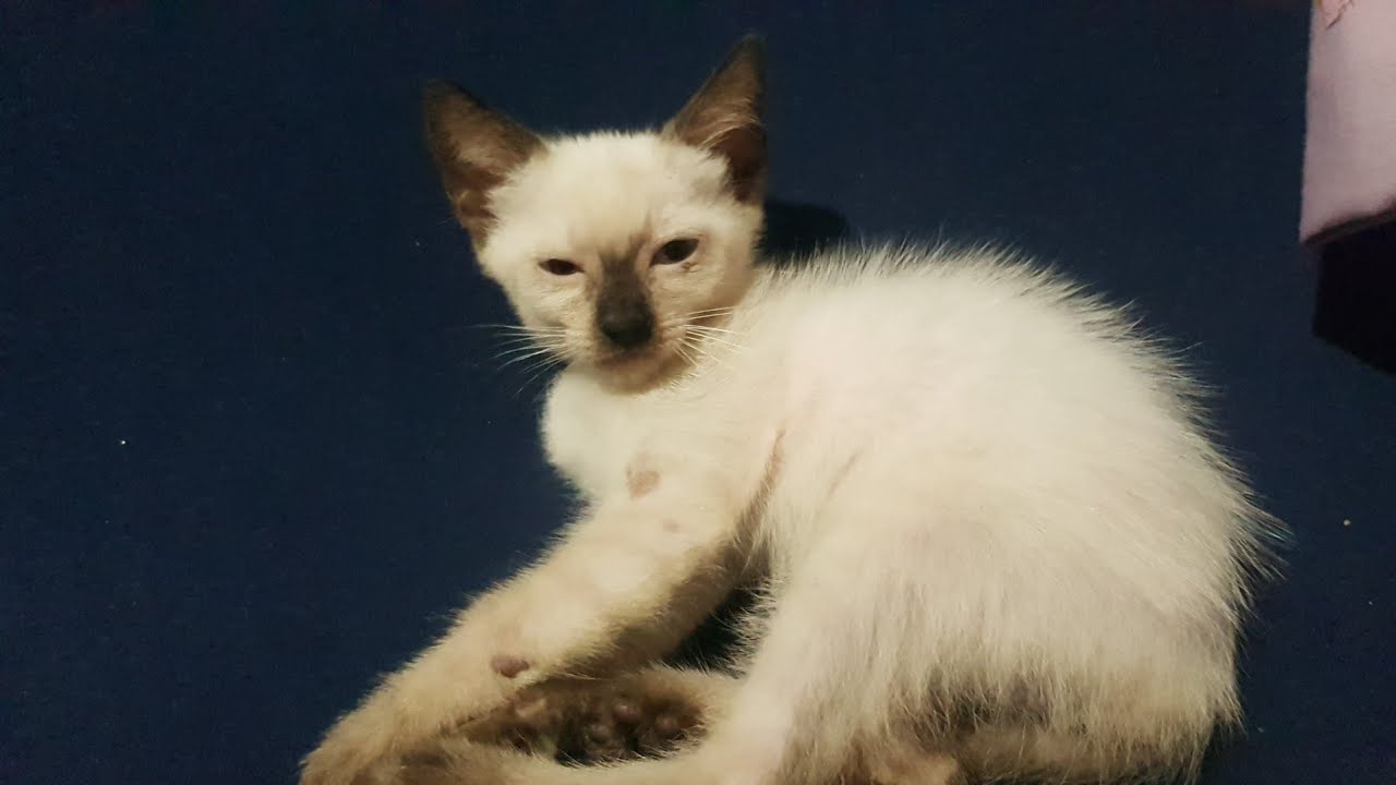 Siamese Cat/Skye - YouTube