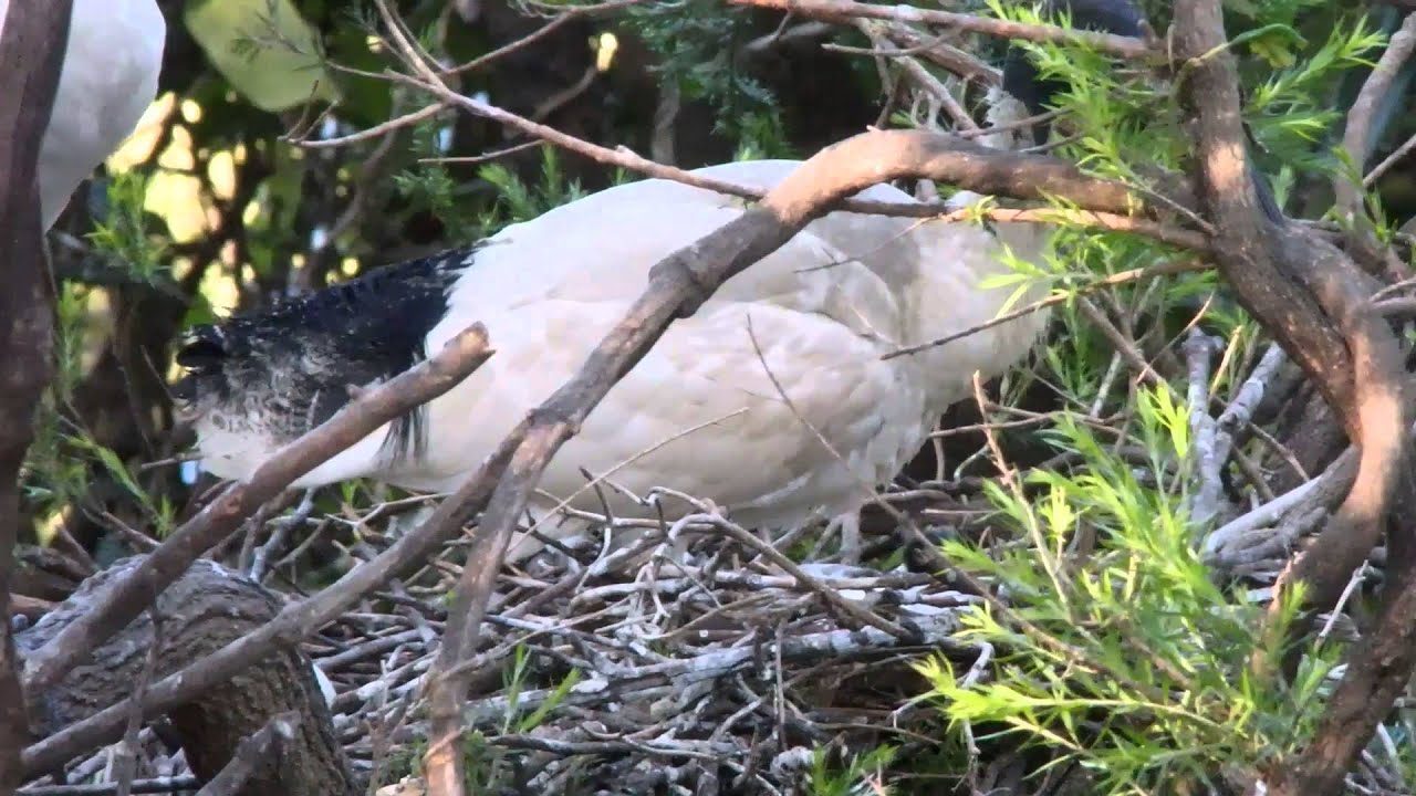 Feeding baby ibis 051215 - YouTube