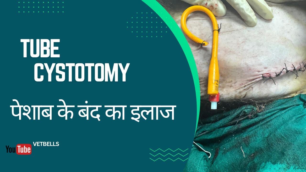 Tube cystotomy in buffalo calf | Retention of urine | #urolithiasis ...