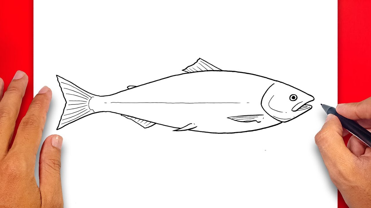 How to draw Salmon - Easy Drawing Salmon - YouTube