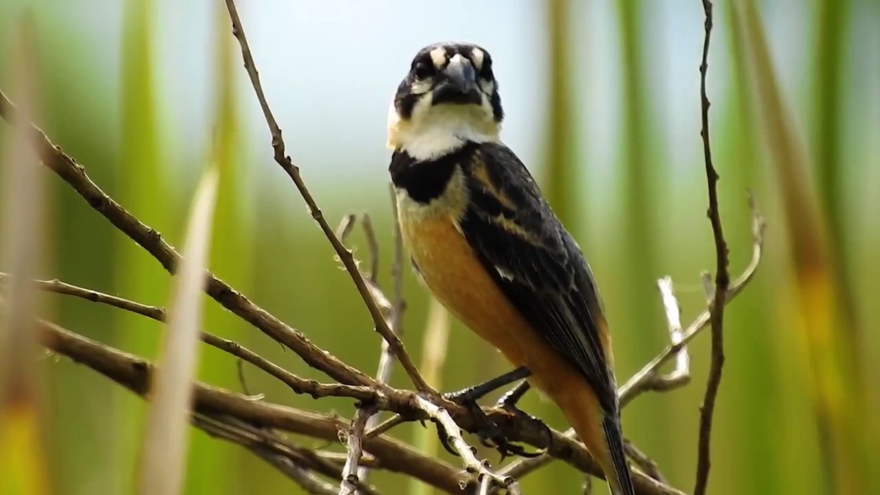O CANTO DO COLEIRO-DO-BREJO, (SPOROPHILA COLLARIS), RUSTY-COLLARED ...