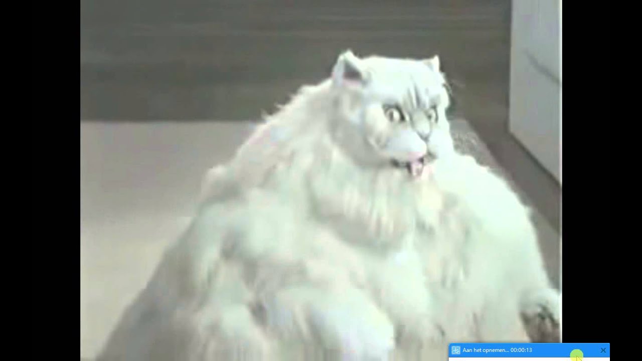 fat dancing cat - YouTube