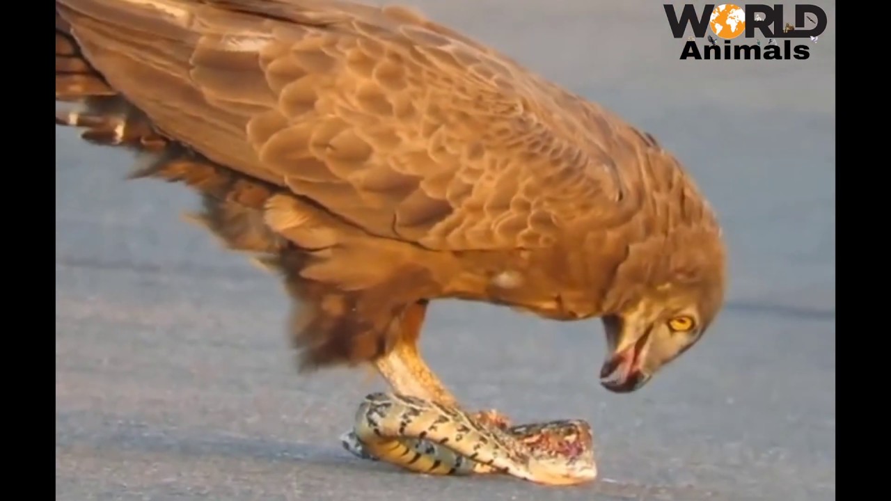 Eagle Attack and Kill A Snake...😱😱😱 - YouTube