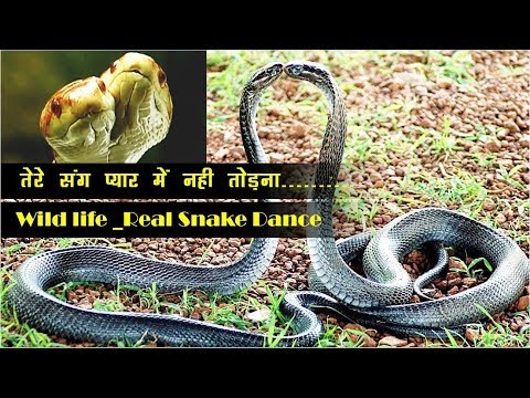 Real Snake Dance ।।Wild Life।।INDIA।।真正的蛇舞।।настоящий змейный танец ...