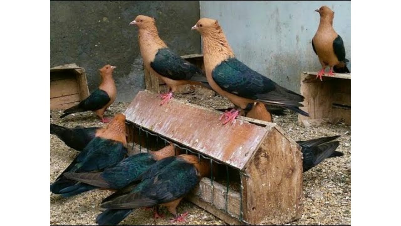 Archangel pigeons & fancy pigeons collections - YouTube