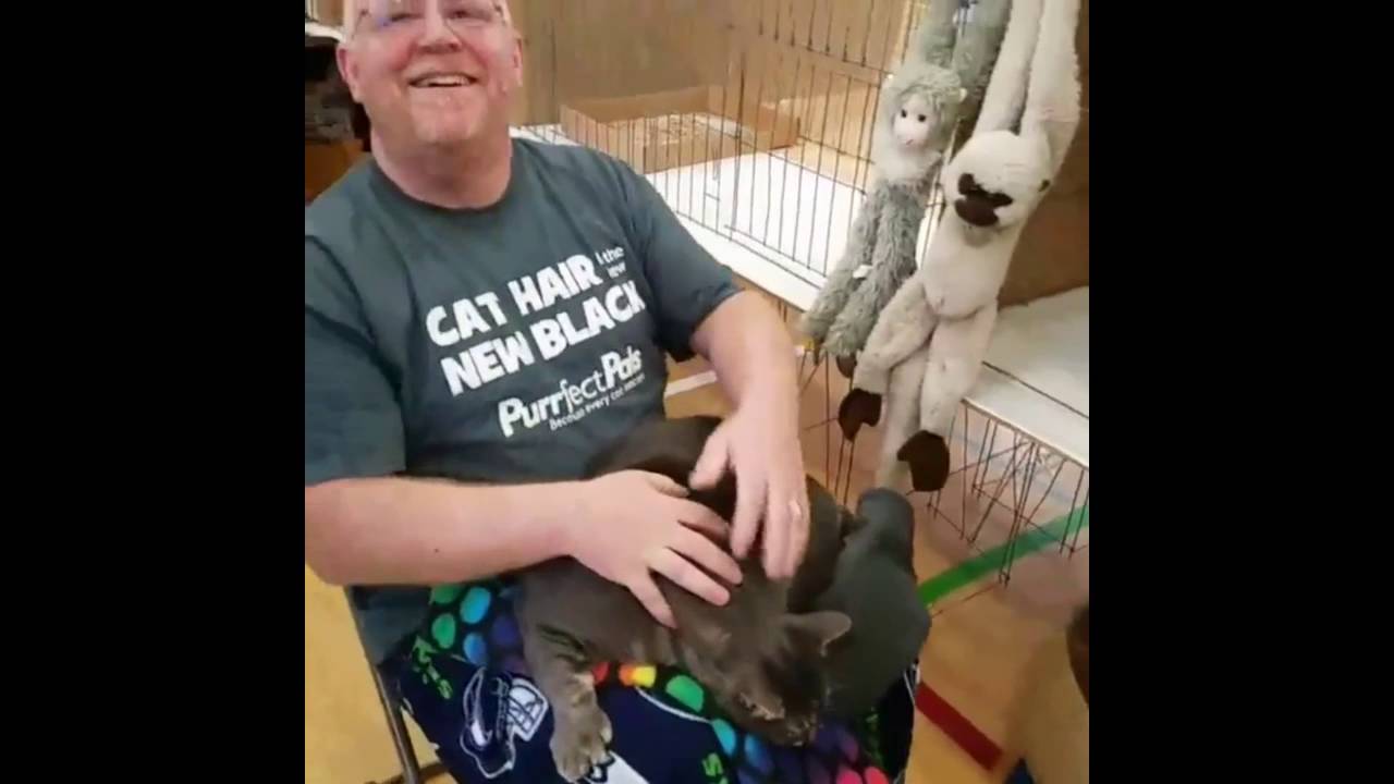 Average Joe Cat Show 2016 - YouTube