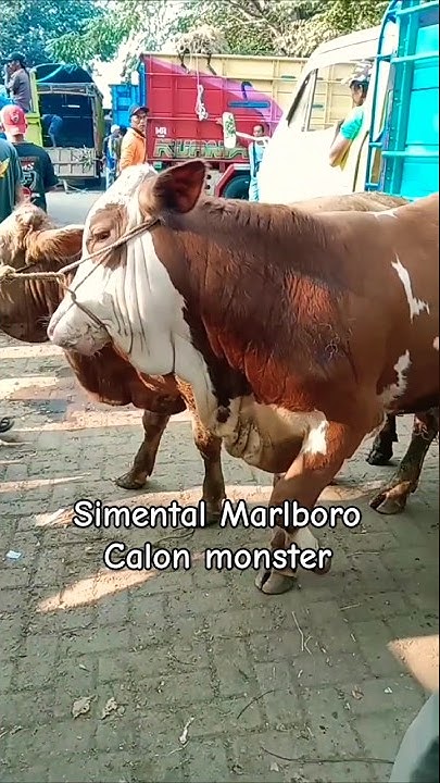 Sapi Super Masuk Pasar‼️Sapi Simental Marlboro #vidioshort - YouTube