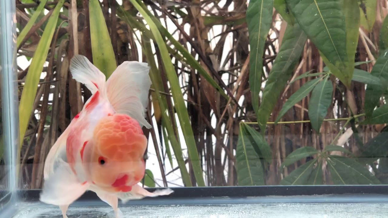4483 male Sakura oranda - YouTube