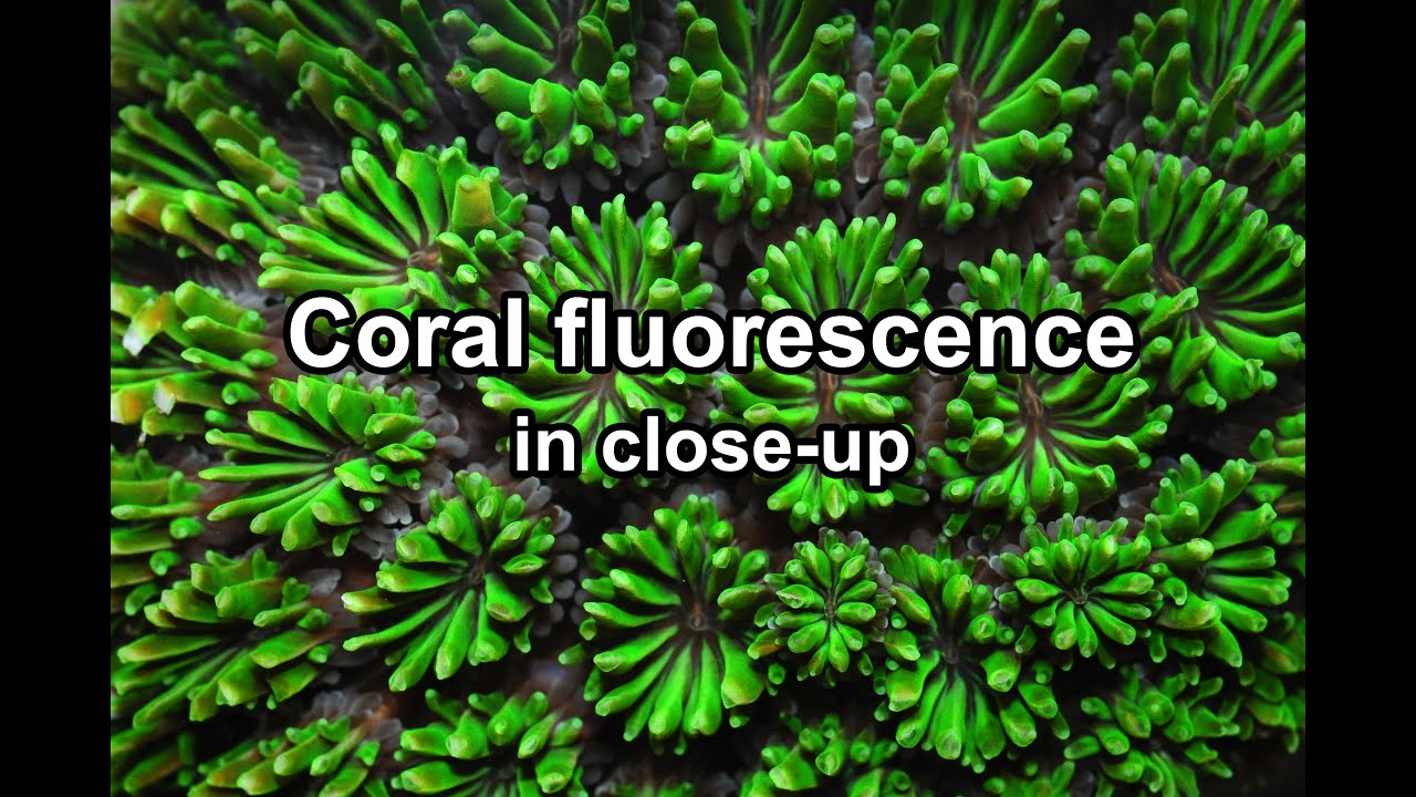 Coral fluorescence in close-up - YouTube