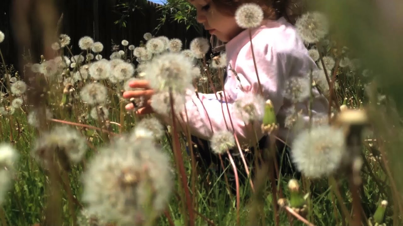 Dandelion Movie - YouTube