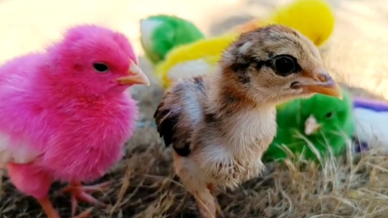 Ayam warna warni - anak ayam lucu 🤩 ayam pelangi ayam rainbow imut ...