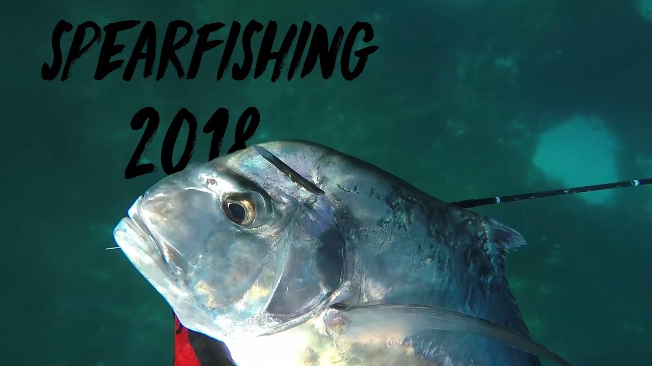 Freedive Spearfishing Bahamas and Florida 2018 - YouTube