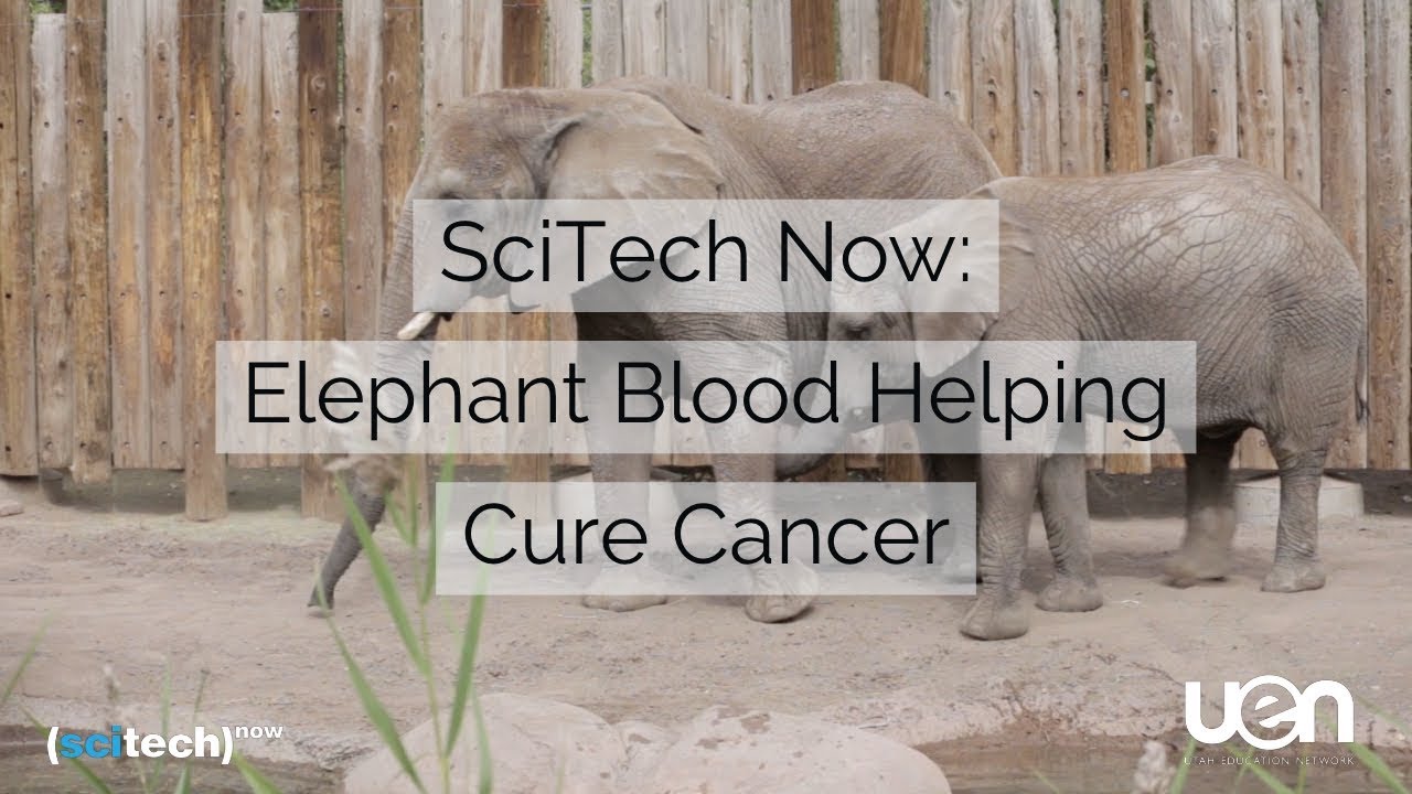 SciTech Now: Elephant Blood Helping Cure Cancer - YouTube