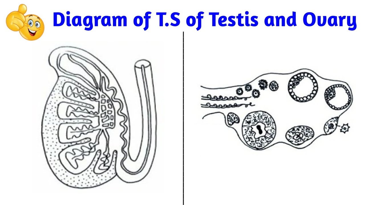Testes And Ovaries Diagram