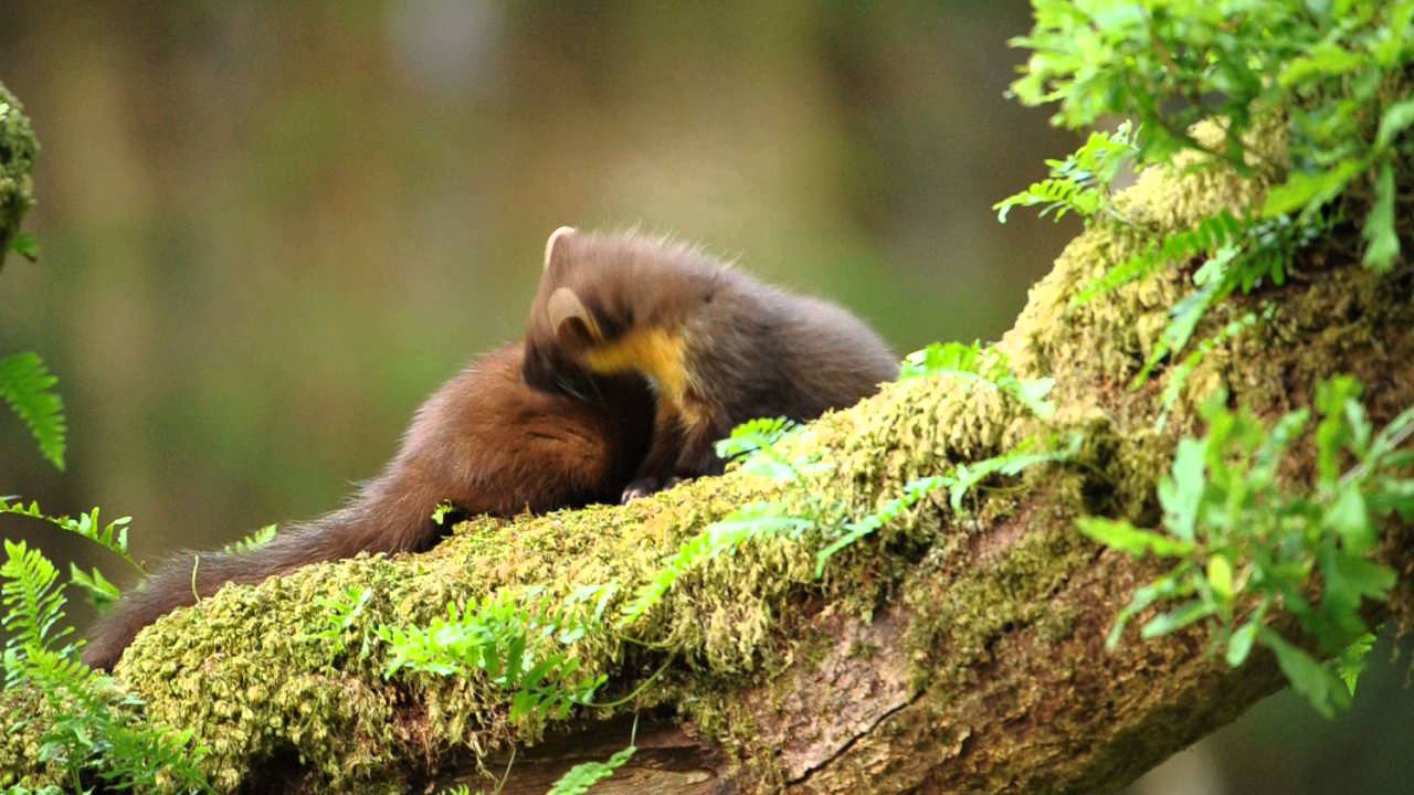 Pine Marten Mother and Kit - Scotland 2015 - YouTube