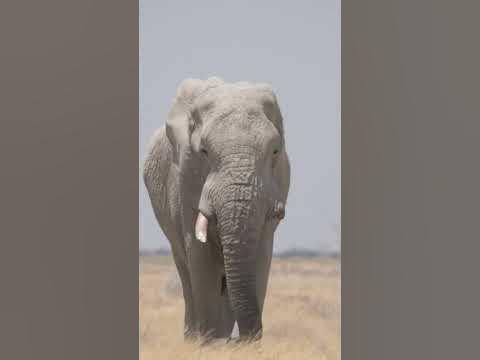 The Mystery of Elephant Intelligence: What Makes Them So Smart? - YouTube