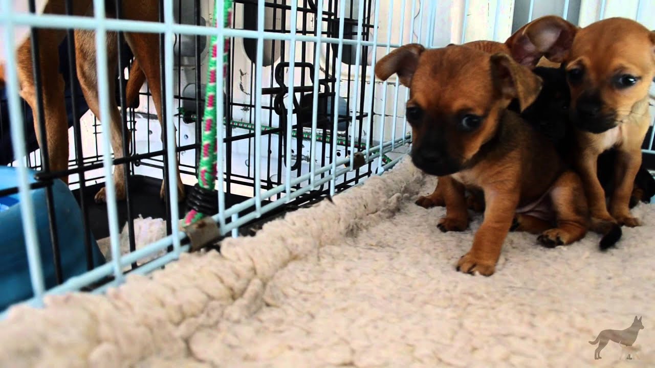 Cutest Puppies You've Ever Seen For Adoption! - YouTube
