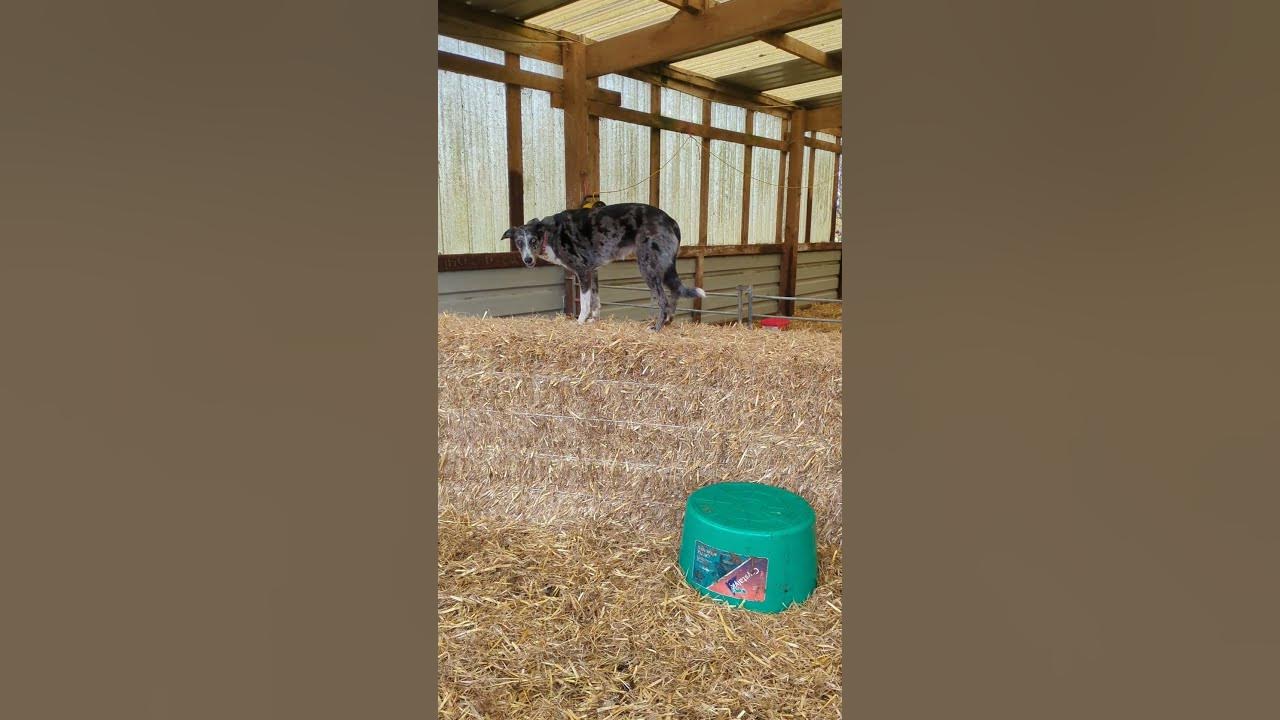 mucking out sheep shed - YouTube