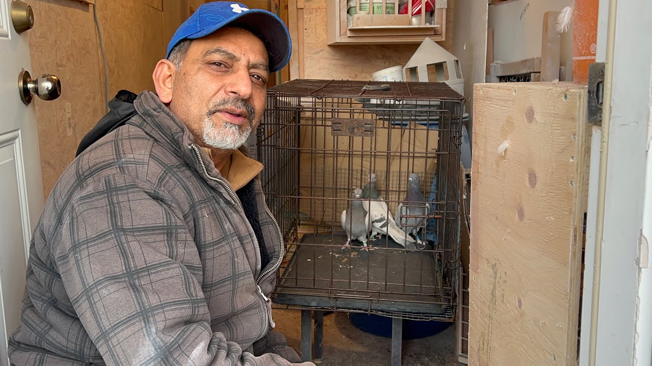 Tippler Breeding Pair 2024 || Update of my Tipplers. - YouTube