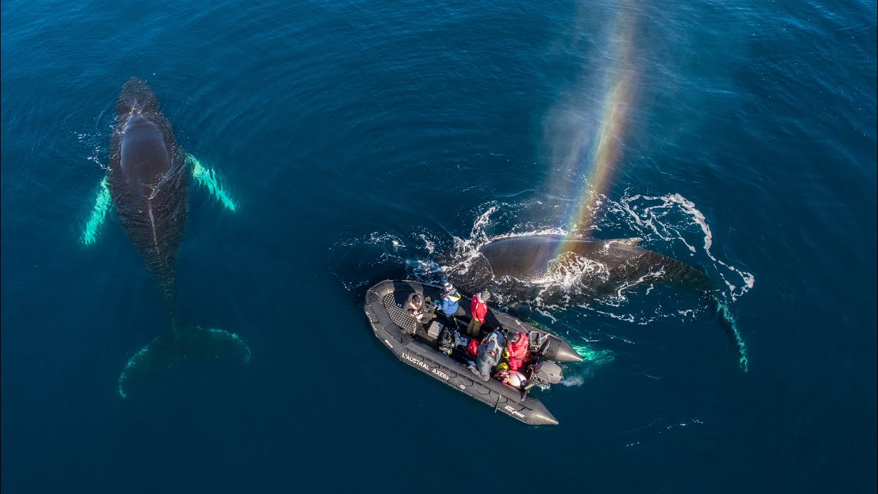 Unbelievable Whale Encounter! - YouTube