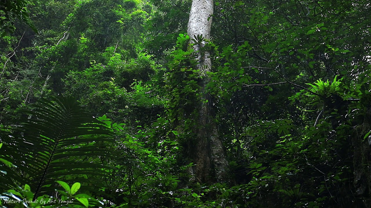 SOFT RAIN Sounds for Sleeping, Tropical rainforest of Thailand. ( 4K ...